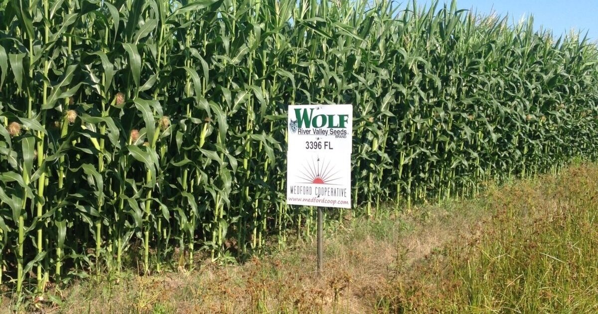 New Lights Yield Savings for Wolf Valley Seeds | Focus on Energy